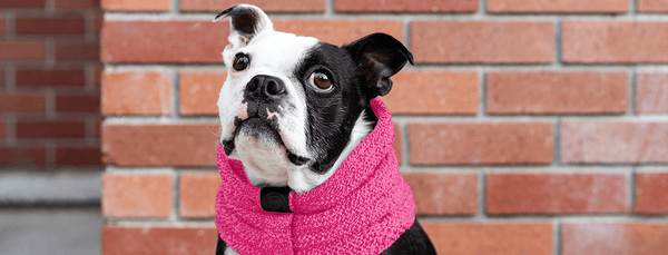 How to Get Your Dog to Like Wearing Clothes | Canada Pooch