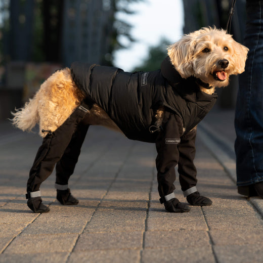 Suspender Dog Boots | Canada Pooch