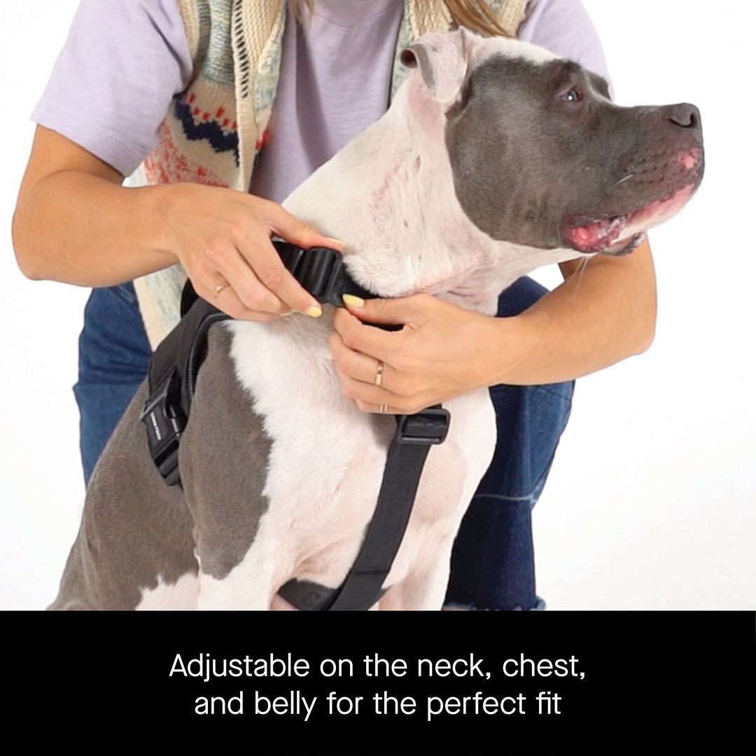 Complete Control Harness - Best No Pull Harness | Canada Pooch