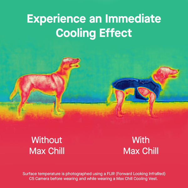 Max Chill Cooling Dog Harness | Comfortable & Breathable Dog Harness ...