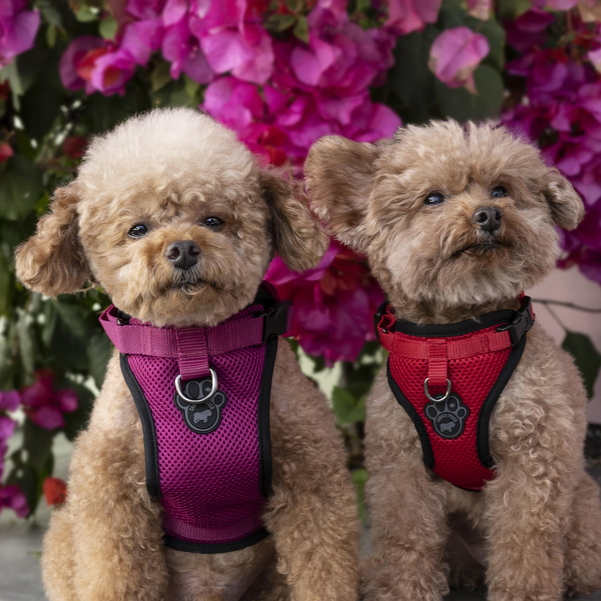 Comfortable Mesh Dog Harnesses | Canada Pooch