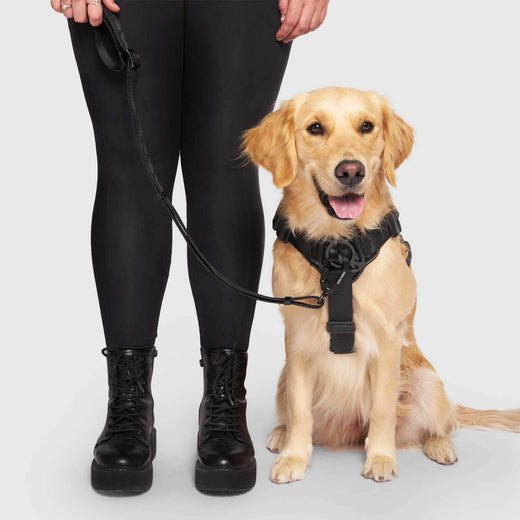 Complete Control Dog Harness for Pullers | Canada Pooch