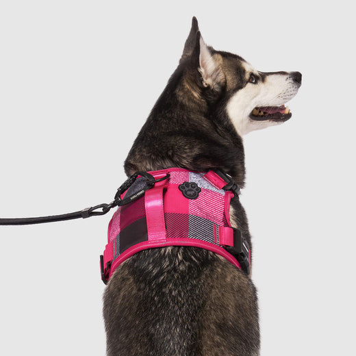 Complete Control Dog Harness for Pullers | Canada Pooch