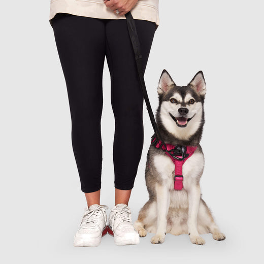 Complete Control Dog Harness for Pullers | Canada Pooch