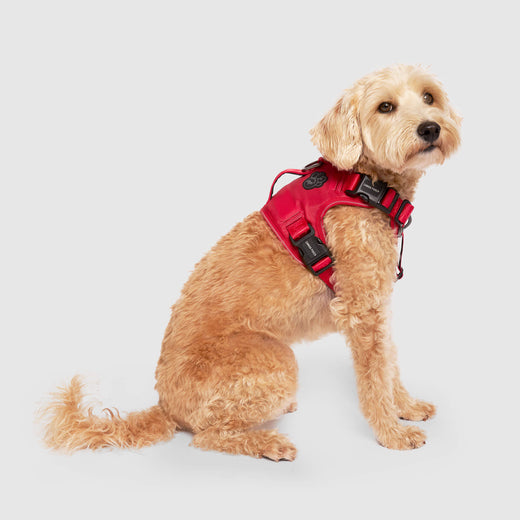 Complete Control Dog Harness for Pullers | Canada Pooch